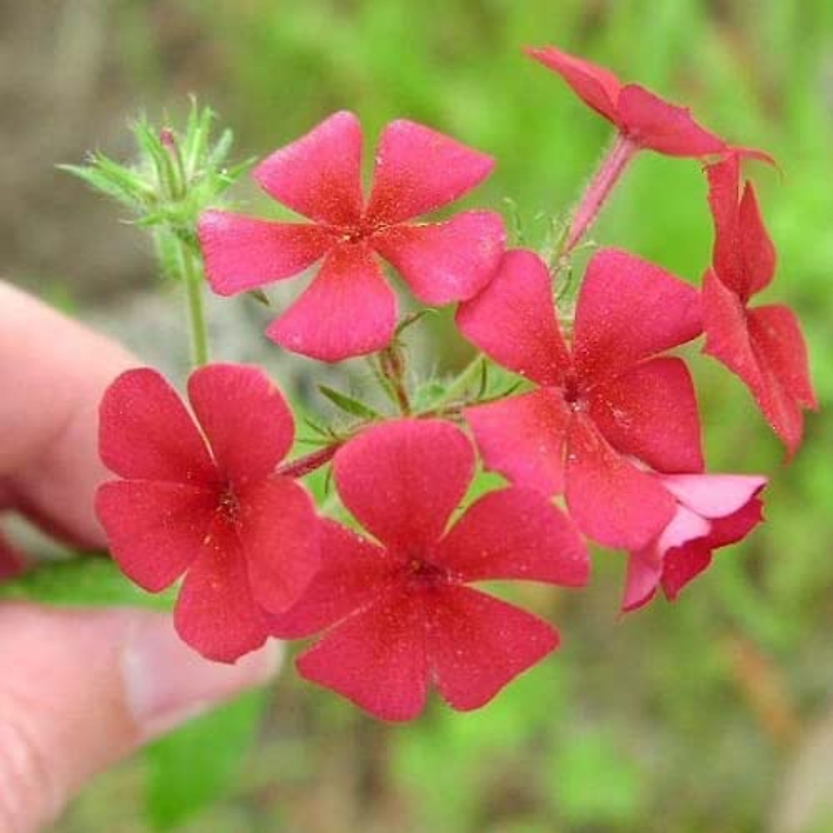 CHUXAY GARDEN Red Phlox Drummondii,Annual Phlox,Drummond's Phlox 800 Seeds Fragrant Flowering Plant Heat-Tolerant Grows in Garden and pots Low-Maintenance