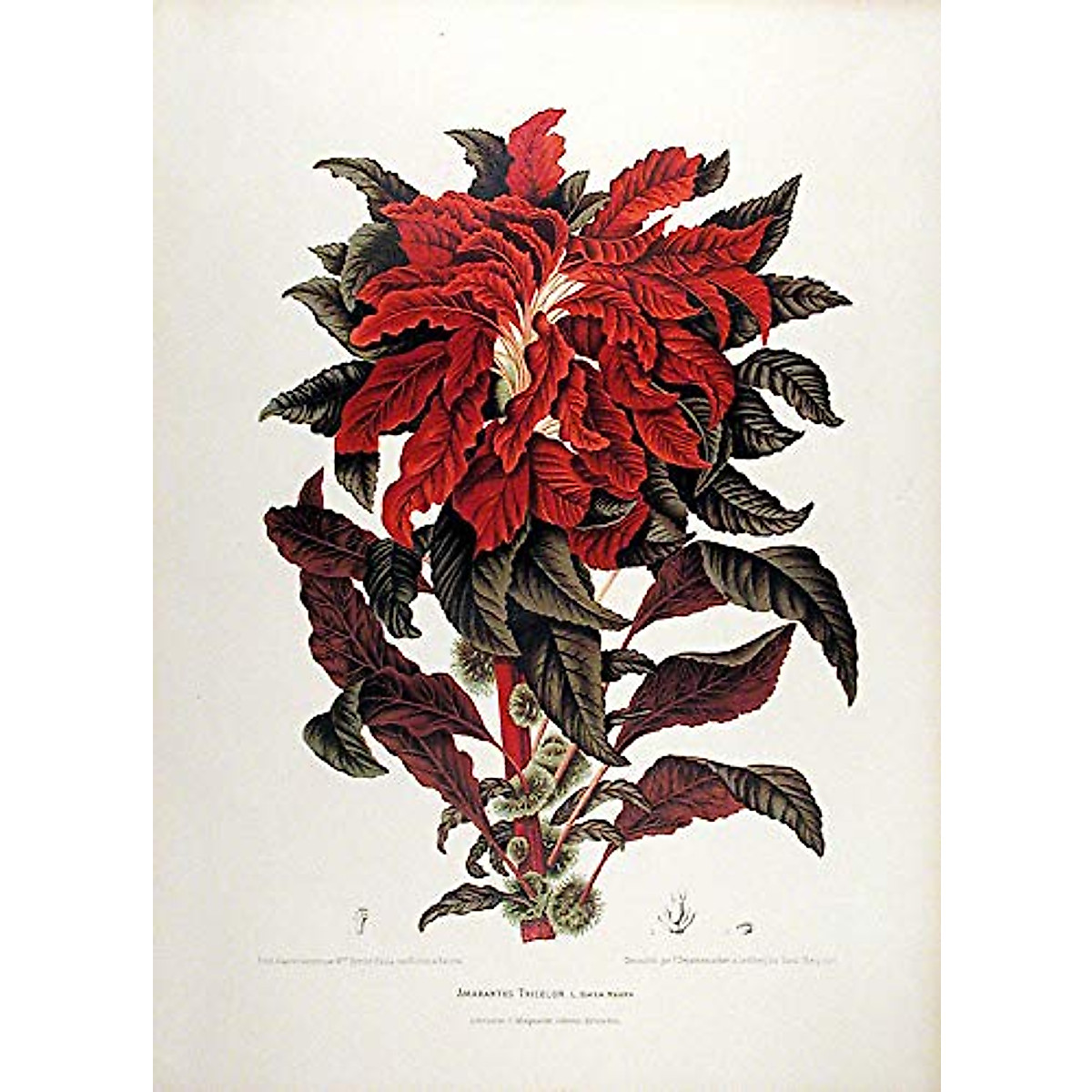 Amarantus Tricolor [Variegated Amaranth]