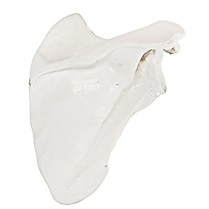 Axis Scientific Shoulder Anatomy Model of Right Scapula Bone | Shoulder Blade Model Details Skeletal Anatomy of Scapula | Scapula Model Shows Bony Landmarks and Anatomical Detail