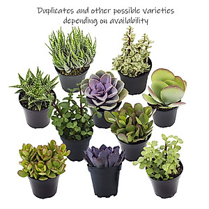 Altman Plants, Live Succulents Plants Live Houseplants (4PK), Succulent Plant Lover Gifts, Live Indoor Plants in Potting Soil, Live Plants Indoor Cactus Plants Live Succulent Plants Live House Plants