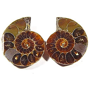 phoenix888 XUETZALCOATL Laxmi Narayan Sudarshan Vamavarti Daxinavarti Male Female Shaligram 2cm - 2.5cm