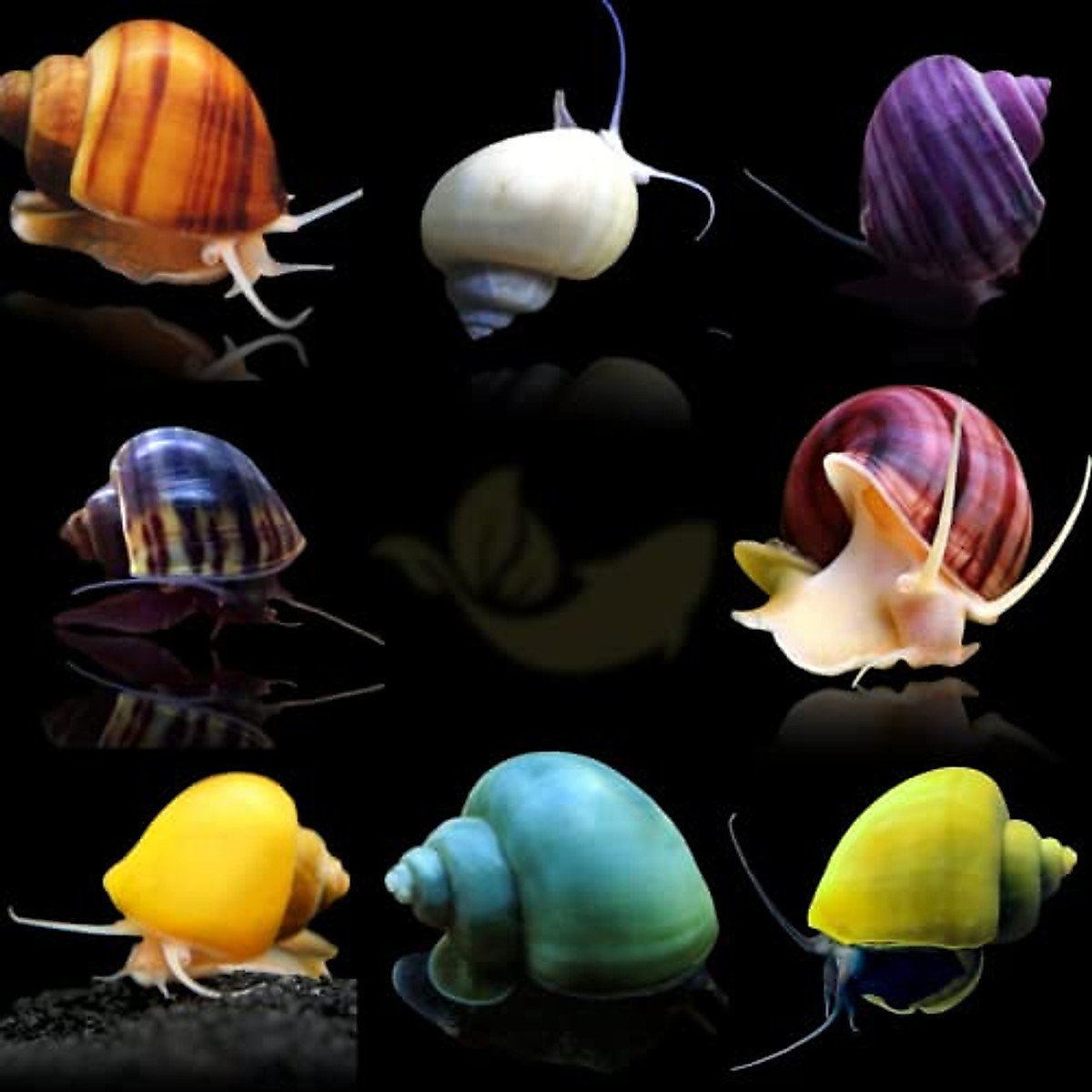 Mystery Snails (3 Pack) Assorted + Food Sample | Live Arrival Guarantee Freshwater Live Aquarium Snails (Assorted)