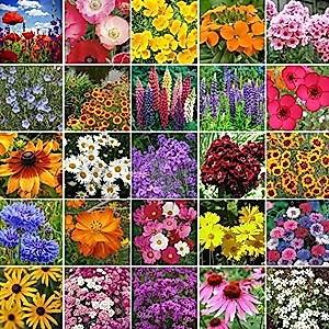 Non GMO Bulk Northeast Wildflower Seed Mix (1 Lb)