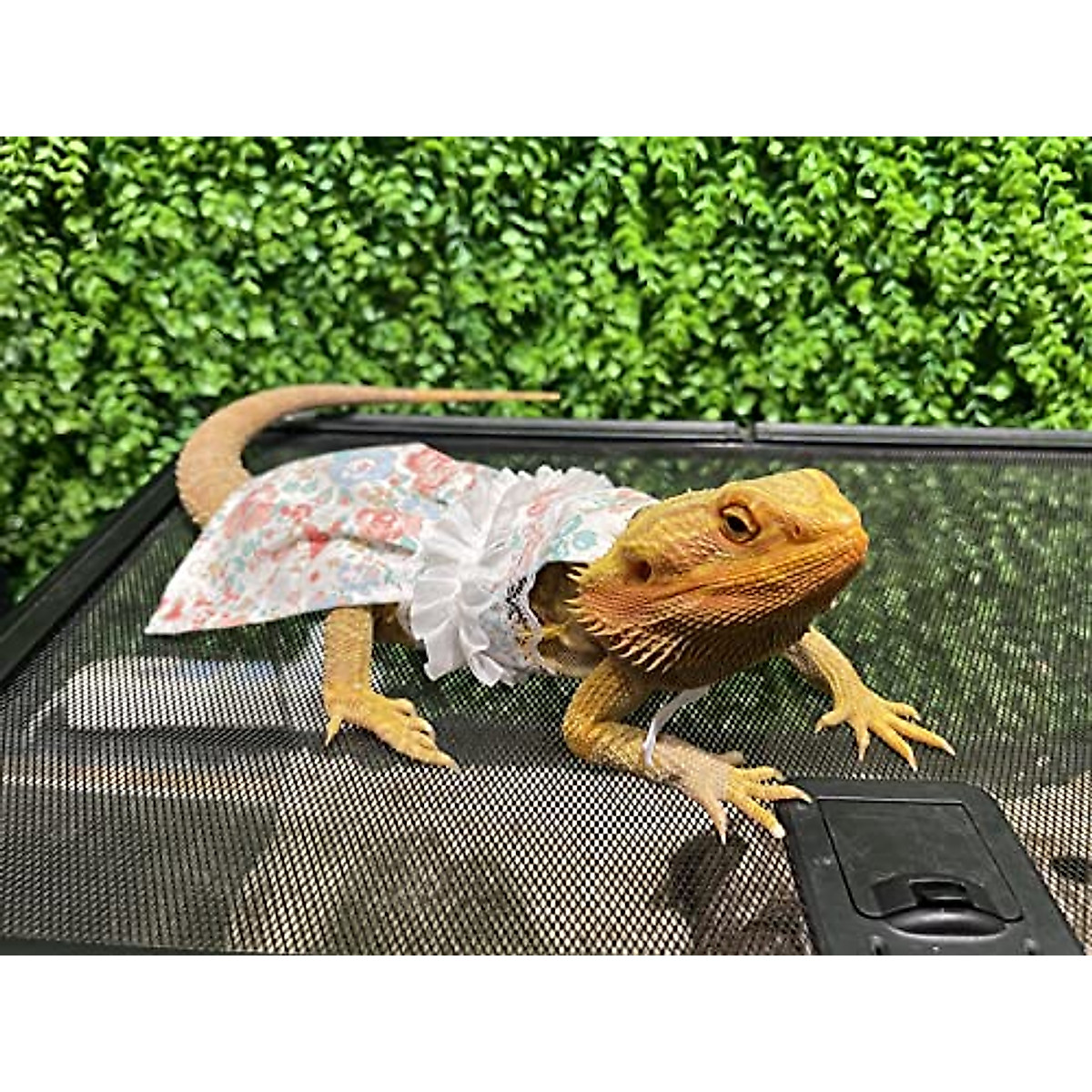 Lizard Dress for Bearded Dragon - Handmade Cotton Tutu Skirt with Lace Princess Sundress Halloween Costume Photo Cosplay Party for Reptile Lizard Bearded Dragon Crested Gecko Chameleon (M, Pink)