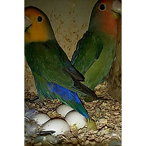 WOLEDOE 8Pcs Fake Bird Eggs, Stop Egg Laying fit Cockatiels, Green Cheeks, Lovebird, Ringneck Dove, Lorikeet, Bourke Parakeet, Quaker Parrots