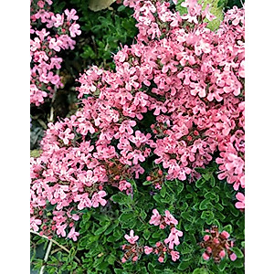1000 Creeping Thyme Seeds - Thymus Serpyllum- Perennial Ground Cover
