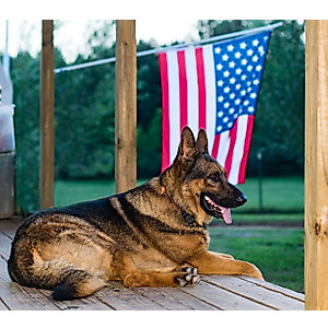 SUPERCAN BULLYSTICKS Beef Bully Sticks for Small Medium Large Dogs (8oz) 100% Natural Dog Chews - Long Lasting Treats for Aggressive Chewers - Healthy Teeth - Free Range