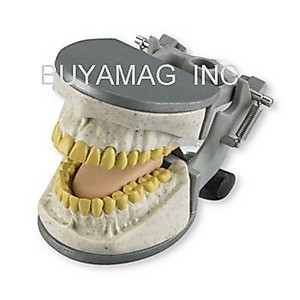 Dental X-Ray Simulator Manikin Training Model