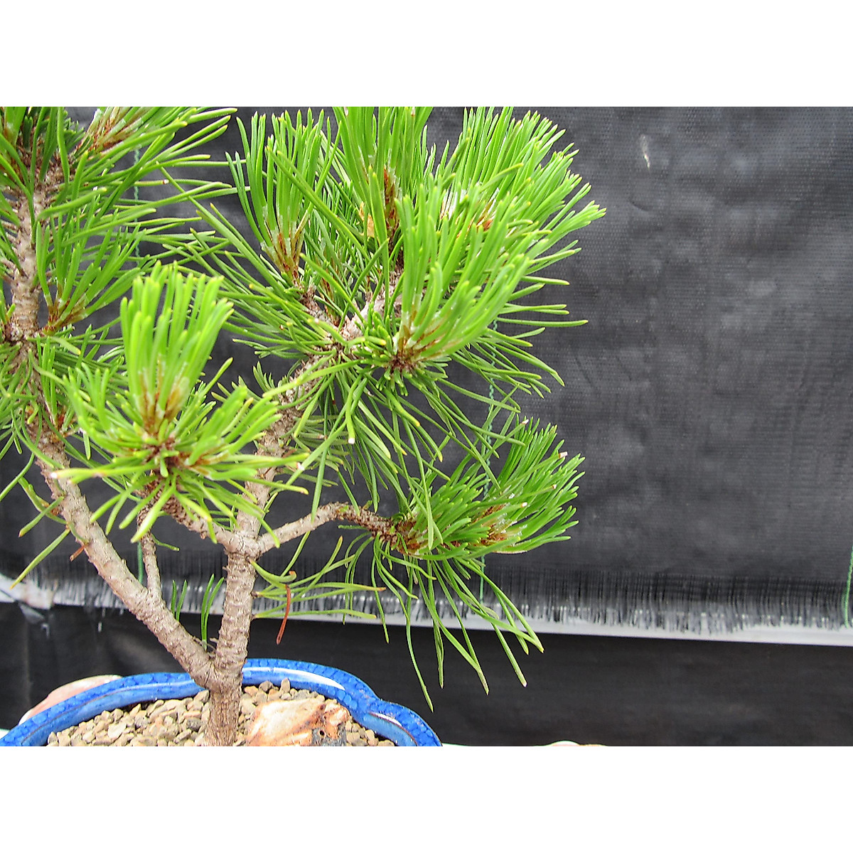 Mugo Pine Bonsai Tree - Small
