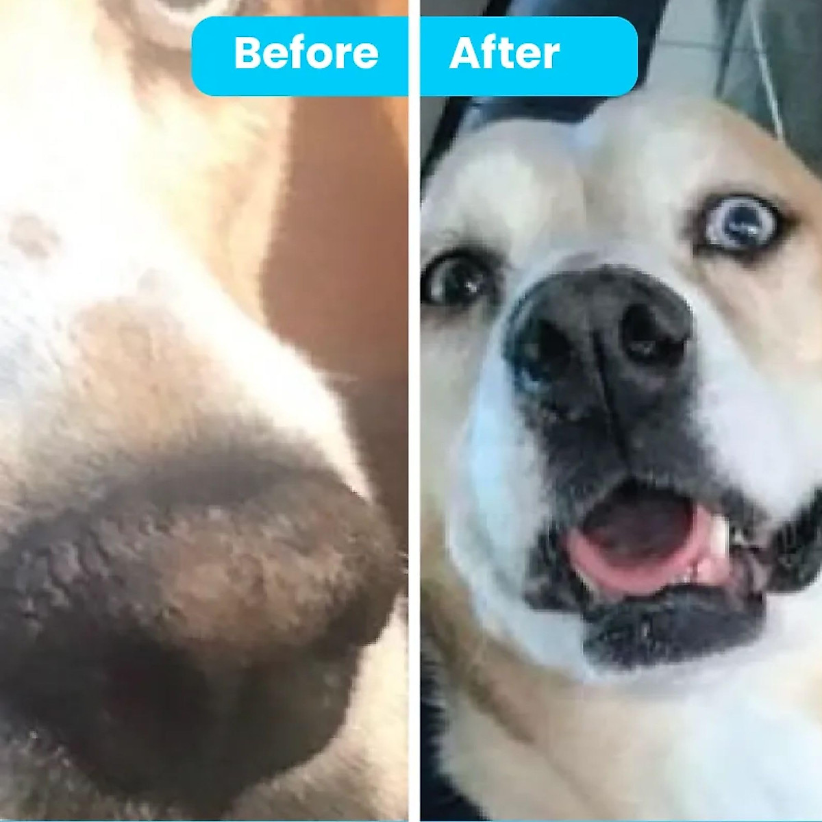 Pawtitas Nose Balm for Dogs for Moisturizers Dry, Chapped, Cracked, and Crusty Dog Noses Providing a Layer of Protection on Your Dog Snout Manufactured with Certified Organic Ingredients 0.15 OZ