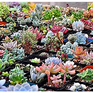 50Pcs / Bag Succulent Seeds Er Seeds Mix Lithops Pseudotruncatella Living Stone Garden Succulents-Seeds Flower : 2