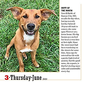 365 Dogs Page-A-Day Calendar 2021