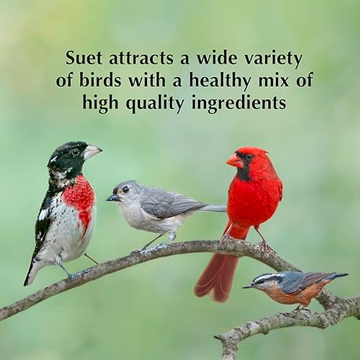 C&S Wild Bird Bluebird Suet Nuggets Mega Box, 8 Pounds