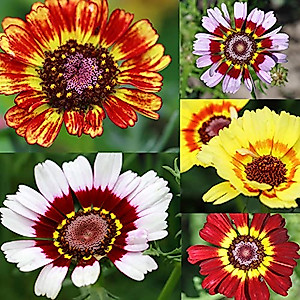 Painted Daisy Seeds for Planting Outdoors, 2.5 Grams of Flower Seeds, Chrysanthemum Carinatum, Tricolor Daisy