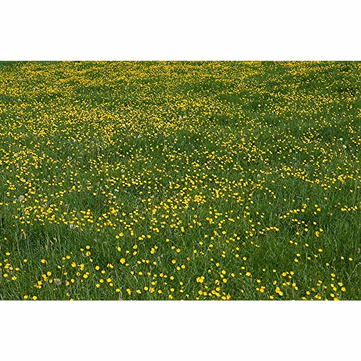 Western Buttercup Long Blooming Field Flower Seeds, 1000+ Seeds Per Packet, (Isla's Garden Seeds), Non GMO & Heirloom, Scientific Name: Ranunculus occidentalis, Great Home Garden Gift
