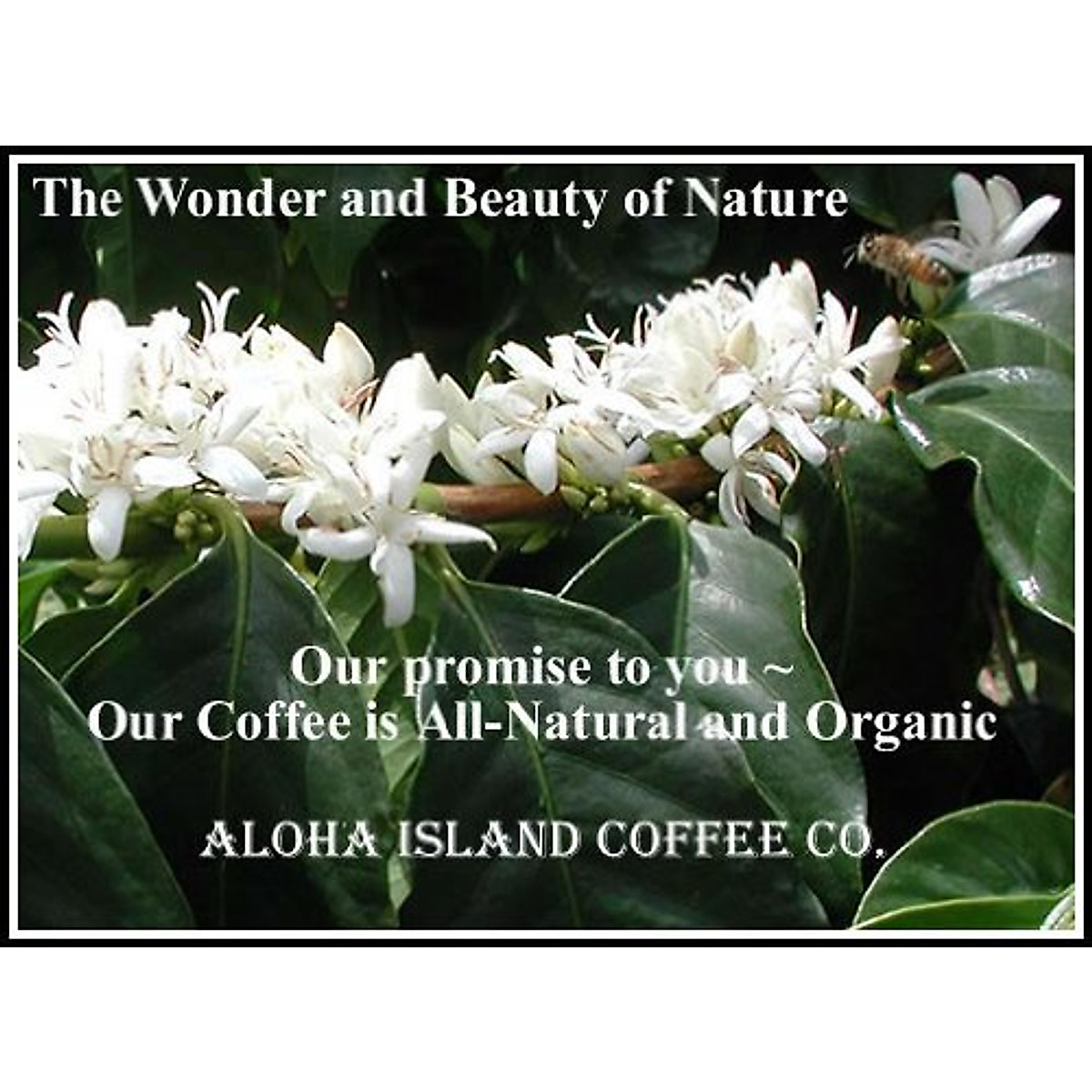 Aloha Island Coffee DIAMOND Organic 100% Pure Kona Coffee, 8 Oz Ground, 8-ounces