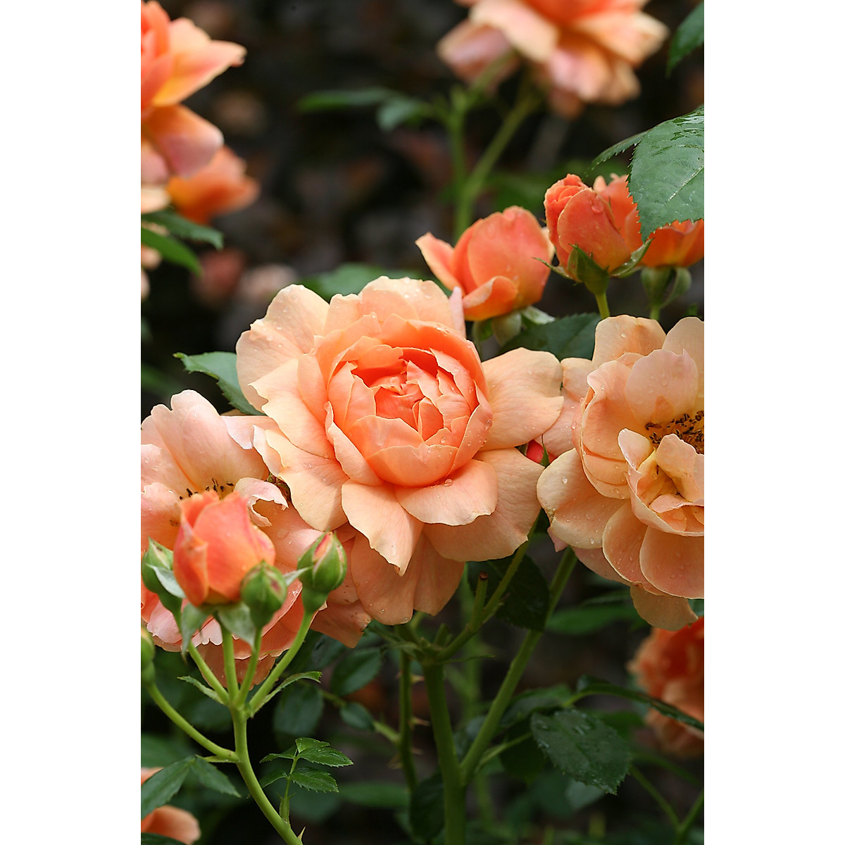 Green Promise Farms ROSA `at Last` Shrub, 3-Size Container, Orange Flowers