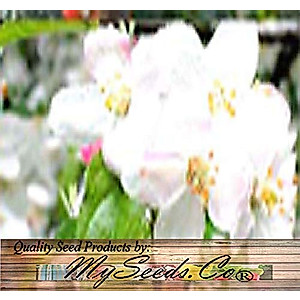 Big Pack - (500) Red Delicious Apple - Malus pumila Tree Seeds - Very Cold Hardy in Zones 3-8 by MySeeds.Co (Big Pack - Paradise Apple)