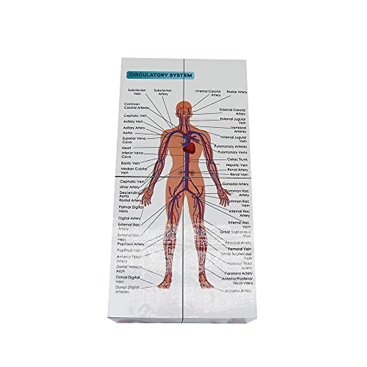 kaitnax Human Anatomical Poster Set Anatomy Study Cube Medical Student Learning Tool Anatomy Chart Set, 9 Parts Anatomy Heart, Muscular, Skeletal, Digestive, Circulatory etc. Gift Package 3.9"X3.9"