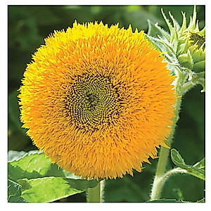 Teddy Bear - Fluffy, Giant Sunflower Seeds - 30 Seeds - Up to 7' Tall