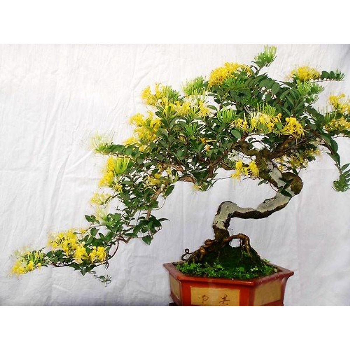 Japanese Honeysuckle Lonicera Japonica Live Plant in 4" Pot with Soil