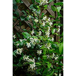 50pcs/Bag Climbing Jasmine Flower Seeds Fragrant Plant Four Seasons Evergreen Silver Jasmine Garden Balcony Climbing Flower