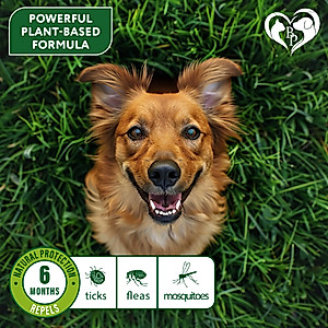 Natural Flea & Tick Collar for Dogs - 6 Months Control of Best Prevention & Safe Treatment - Anti Fleas and Ticks Essential Oil Repellent (1 Count (Pack of 1))