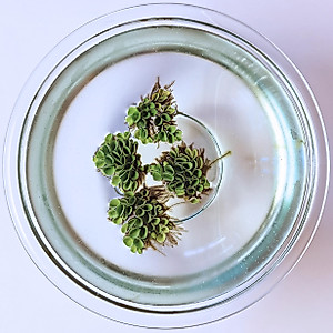 50+ Leaves Asian Watermoss (Salvinia cucullata) Live Aquarium Plant - Floating Aquatic Plant for Natural Fish Tank Decor and Oxygenation - Easy Care Aquatic Plants for Your Tank