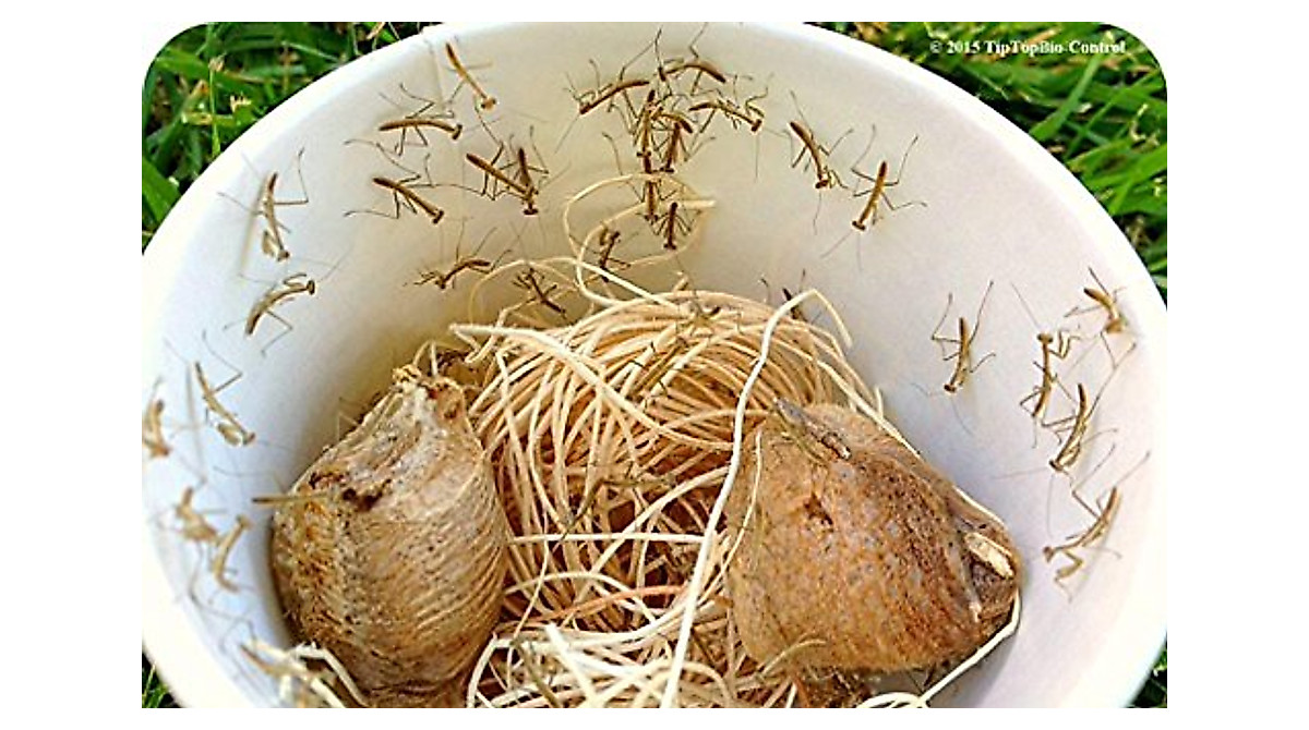 Praying Mantis Egg Cases & Ladybugs for Natural Pest Control