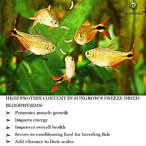 SunGrow Freeze Dried Bloodworms for Betta and Tropical Fish, 0.52 oz., High Protein Treat, Floating Food for Breeding Tanks