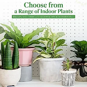 AMERICAN PLANT EXCHANGE Hibiscus Live Plant, 3 Gallon, Black, Green and Orange