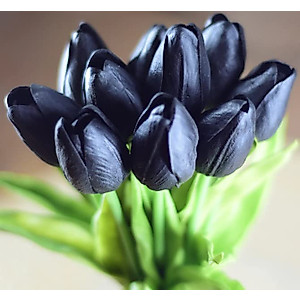 Black "Queen of The Night" Tulip Bulbs - Fresh Bulbs for Planting - Ship from Iowa, USA (10 Bulbs)
