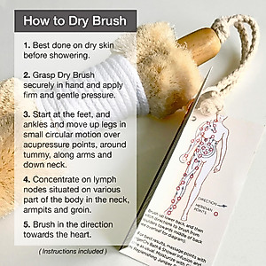 Ginger Chi Dry Brush for Skin, Dry Brushes for Body - Natural Bristle Brush for Dry Brushing Skin (Sisal Dry Brush)