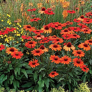 Zeoust Loife Echinacea Seeds for Planting Orange Red Coneflower Plants - Non-GMO Heirloom Flowers Seed to Plant Outdoors Garden 200 Seeds (Orange Red Coneflower)