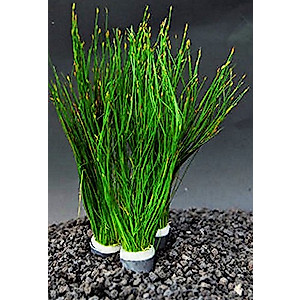 Mainam Giant Hairgrass | Eleocharis Vivipara Bundle Live Aquarium Plant for Freshwater Fish Tank Decoration 3 Days Live Guaranteed