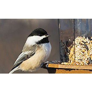 Audubon Park 12249 Wild Bird Food, 5-Pounds