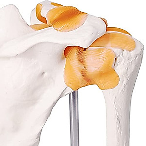 Anatomical Shoulder Joint Model Medical Anatomy Skeleton, Human Body Shoulder Ligament Model Anatomy Replica of Norma Shoulder Joint for Doctors Office Educational Tool, Medical Teaching Learning
