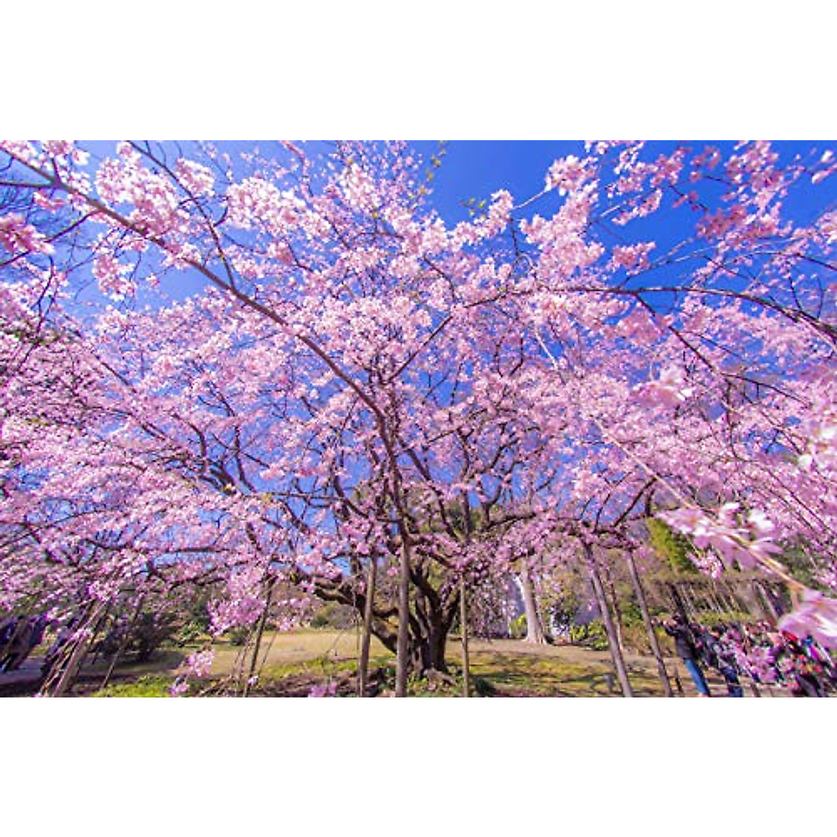 Weeping Cherry Tree Seeds for Planting | 10+ Seeds | Highly Prized for Bonsai, Weeping Cherry Tree - 10+Seeds - Outdoor Flowering Tree