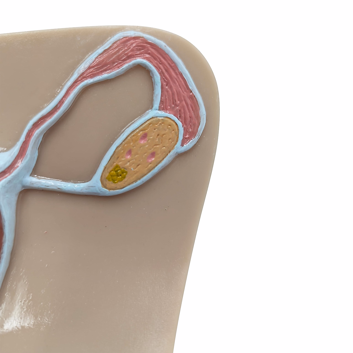 Anatomy Lab IUD Insertion Model I