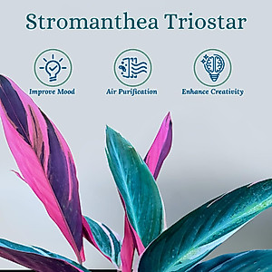 Stromanthe Triostar - Colorful Live Indoor Plant, Calathea Prayer Plant, Air Purifier & Elegant Home Decor, Ideal for Room Decor, Triostar Houseplant