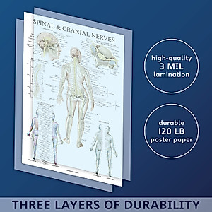 Palace Learning 4 Pack - Anatomical Poster Set - Laminated - Muscular, Skeletal, Spinal Nerves, Dermatomes - Anatomy Chart Set (LAMINATED, 18” x 24”)