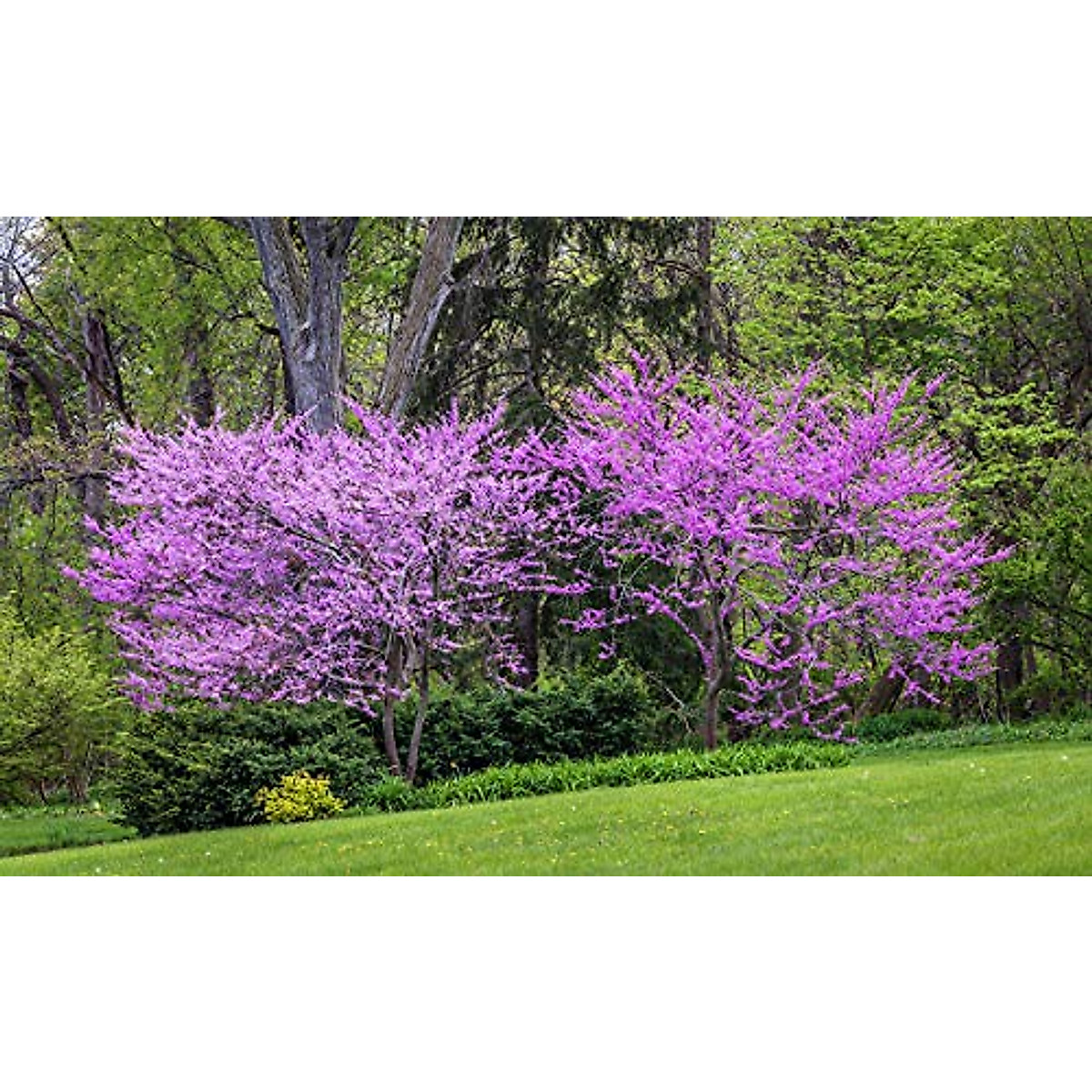 1105-Eastern Redbud Tree (Cercis Canadensis ‎) Seeds by Robsrareandgiantseeds UPC0764425786986 Non-GMO,Organic,USA-Grower,Bonsai, 1105 Package of 25 Seeds