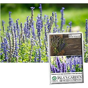 Hyssop Seeds for Planting, 1500+ Seeds Per Packet, (Isla's Garden Seeds), Non GMO & Heirloom Seeds, Botanical Name: Hyssopus officinalis, Fragrant Herb & Flower, Great Home Garden Gift