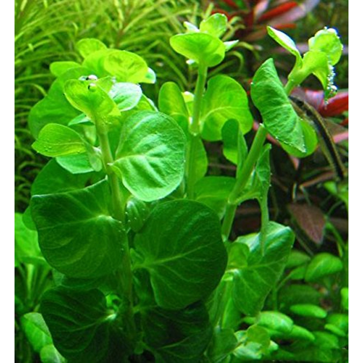 Greenpro Golden Creeping Jenny Lysimachia Nummularia Aurea Potted Live Aquarium Plants for Freshwater Fish Tank