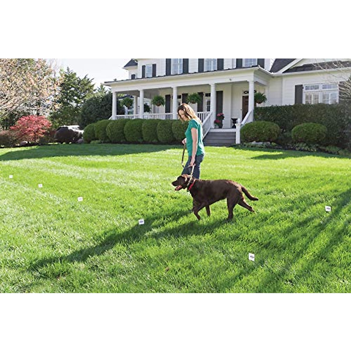 PetSafe Boundary Flags (Bundle of 50), For Use with PetSafe's Dog and Cat In-Ground Fences and Wireless Fences - From the Parent Company of INVISIBLE FENCE Brand, White, 3"x2.5" flags