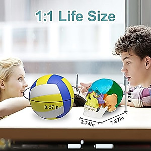breesky Anatomy Skull Model of Medical: 3-Parts Colored Removable Anatomy Skull Model - Mini Human Skull Anatomical Model for Medical Research.