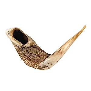 Shofar Ram's Horn Shofar Medium size 39-42cm Natural White