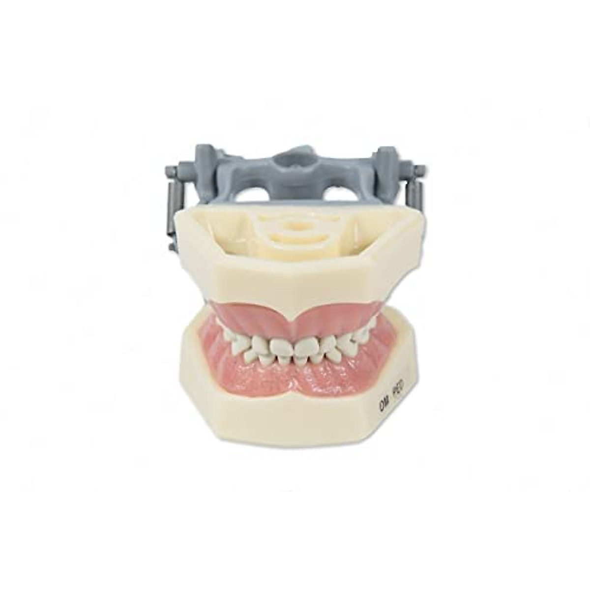 Dental Anatomy Pediatric Typodont Model 760 with Removable Teeth