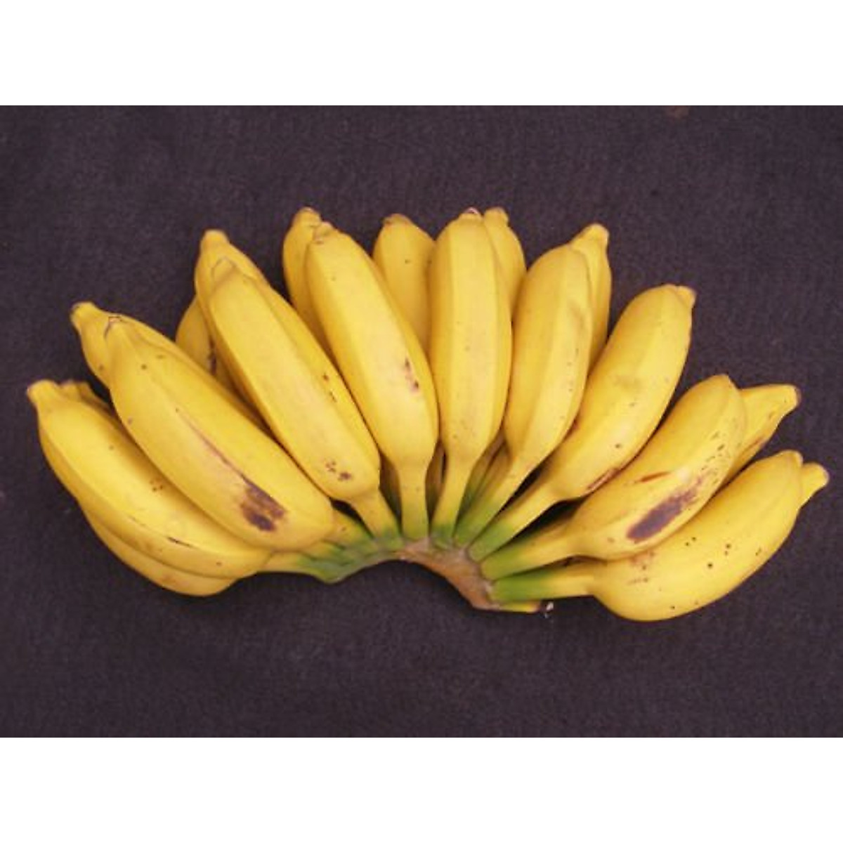 1 LIVE PLANT Goldfinger Dwarf Banana Tree - RARE Desert Banana 3 to 8 inch tall