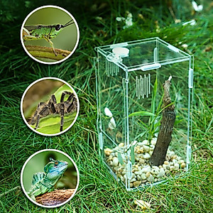 BETAZOOER Acrylic Mini Reptile Tank Habitat Transparent Terrariums with Locking Latch Suitable for Tarantula Isopod Roach Invertebrates (8''x6''x14'')